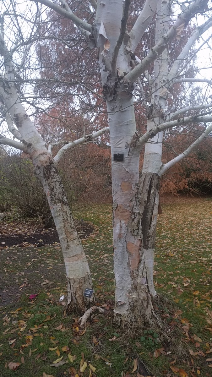 writing exercise: threes of things – writingpresence