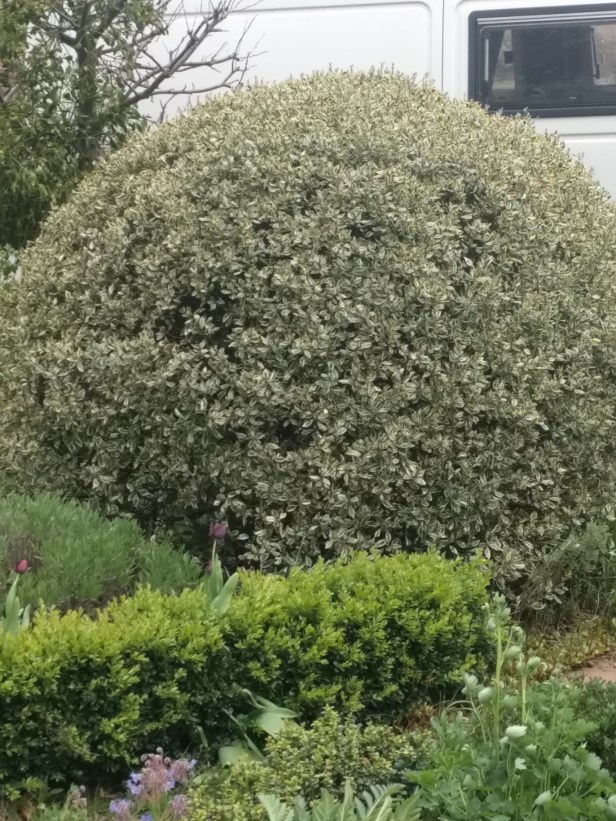 A Song Thrush from 2019; poem: rewilding – writingpresence